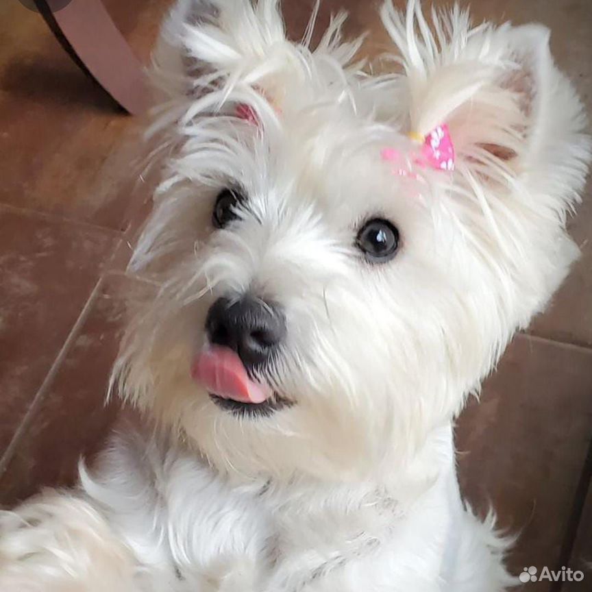 Щенки вестики