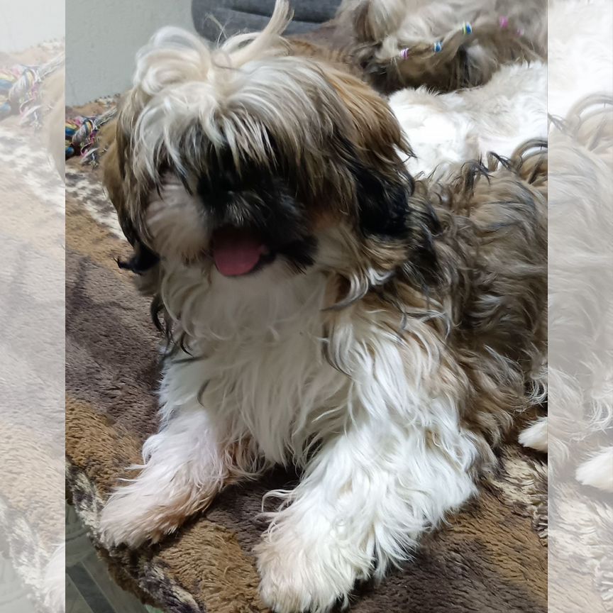 Ши-тцу, щенок