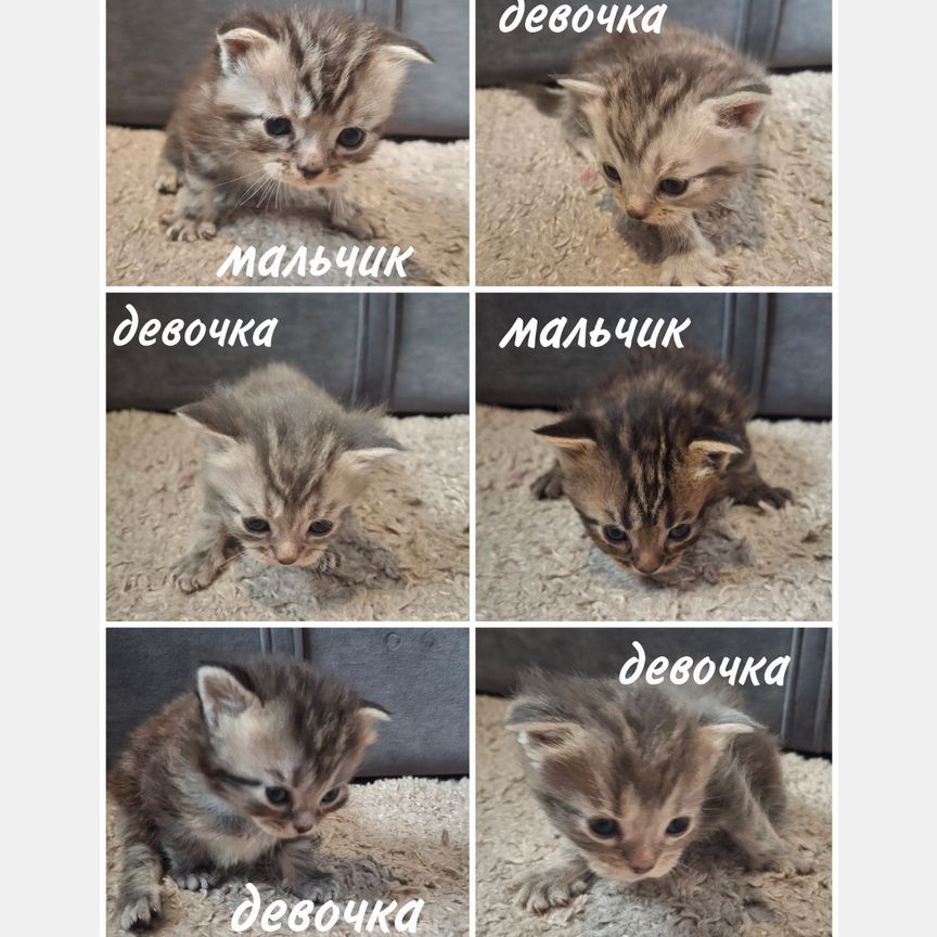 Котята в добрые руки бесплатно