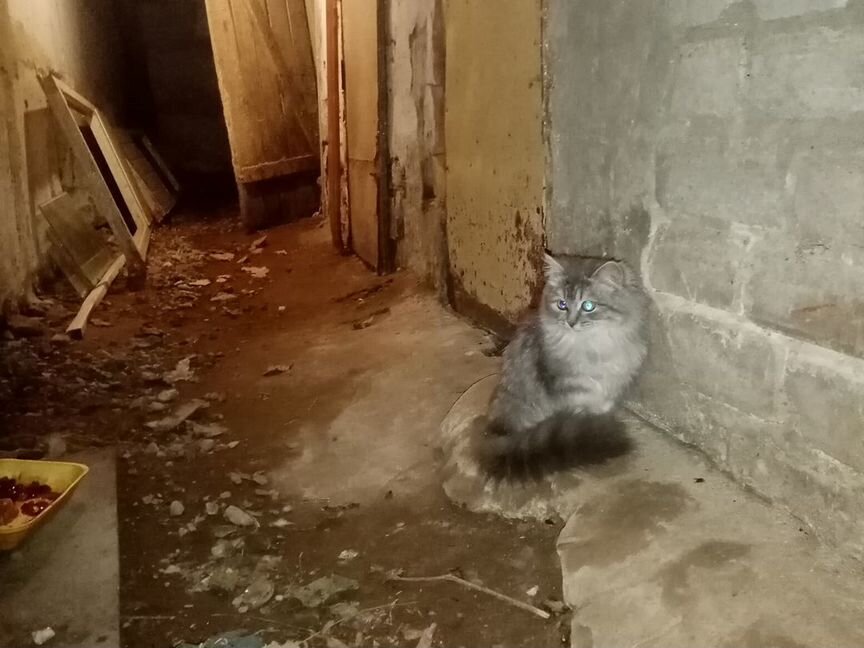 Бездомный котёночек