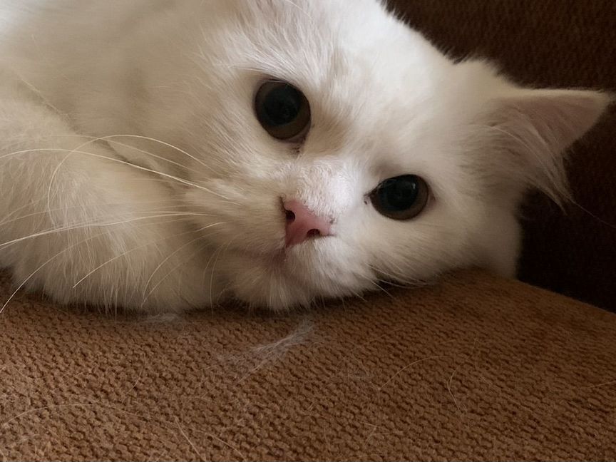 Кошка турецкая ангора