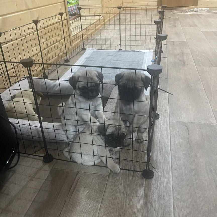 Продам щенят