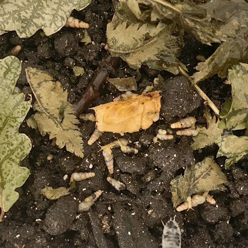 Тропические мокрицы и улитки