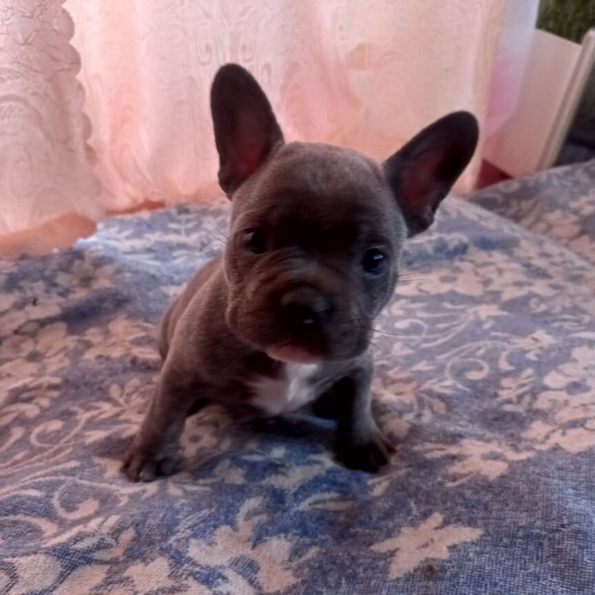 Голубой красавчик