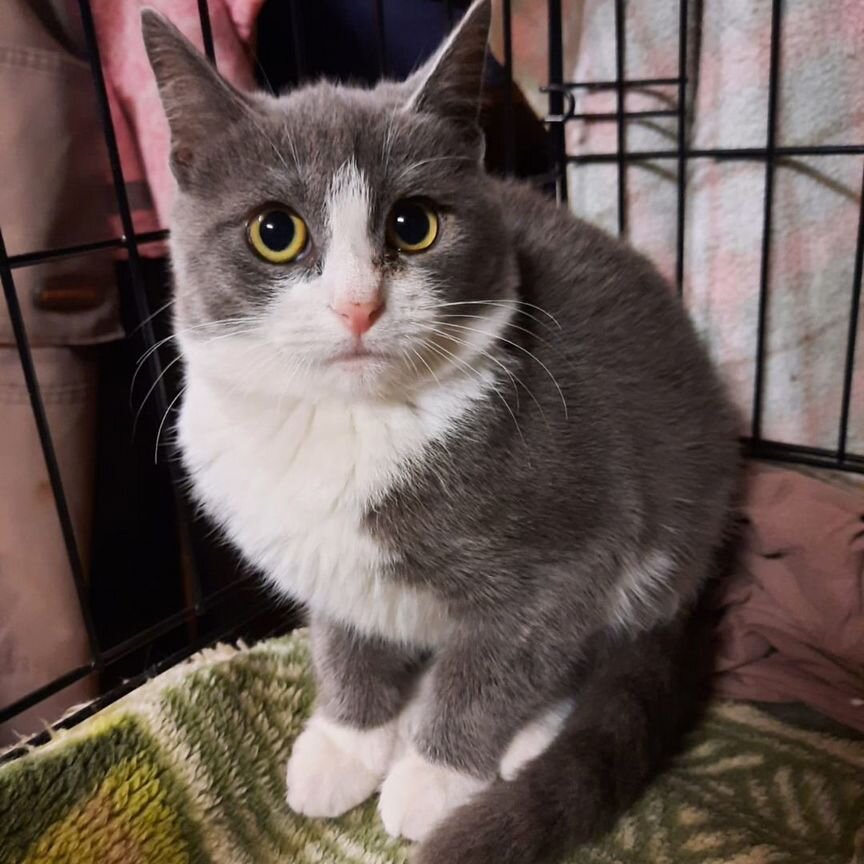 Маруся - котенок 3,5 мес