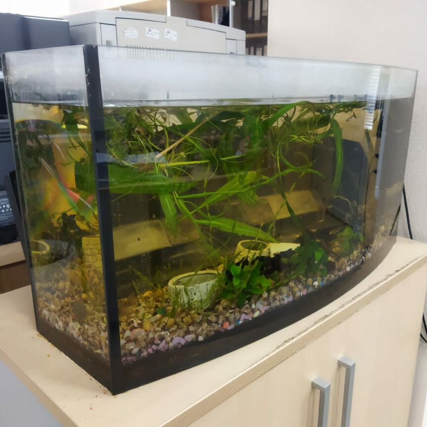 Два больших аквариума с рыбками