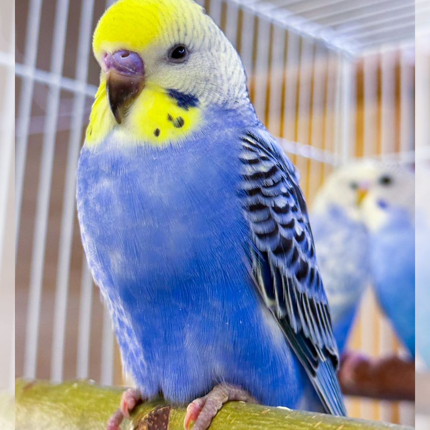 Попугай Волнистый Неразлучник Какарик Клетки