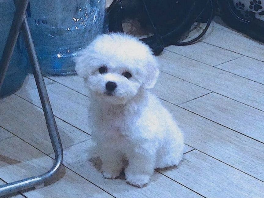 Бишон Фризе щеночек