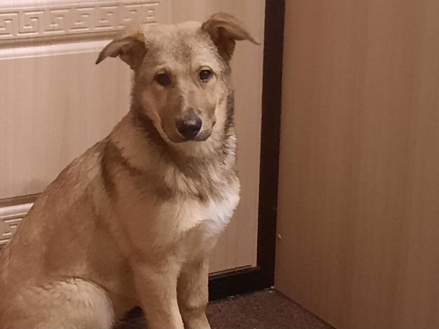 Собаки бесплатно в добрые руки