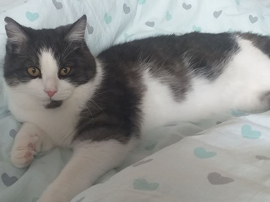 Котята в добрые руки бесплатно