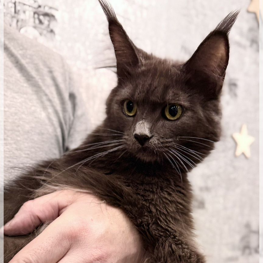 Мейн-кун котёнок