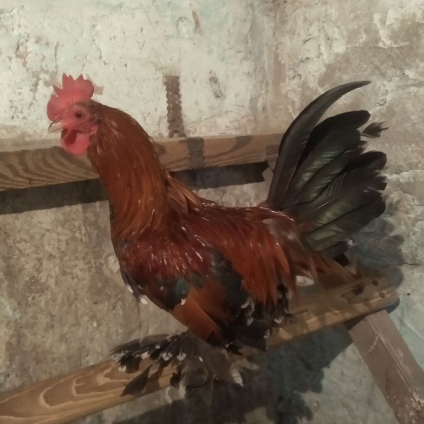 Карликовые петухи