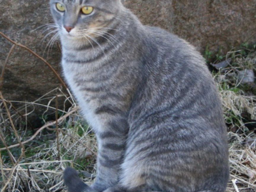Котята отдам в добрые руки бесплатно