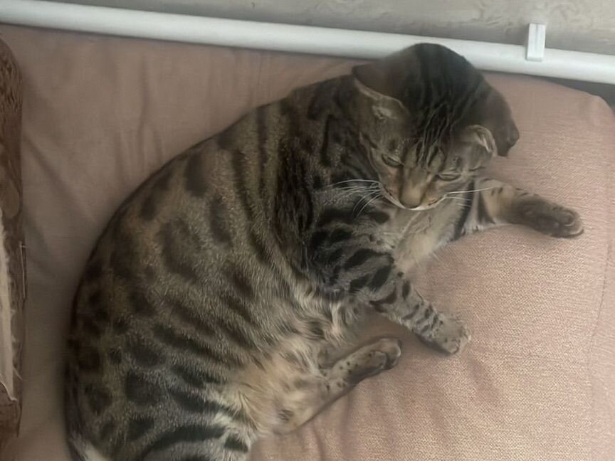 Бенгальская