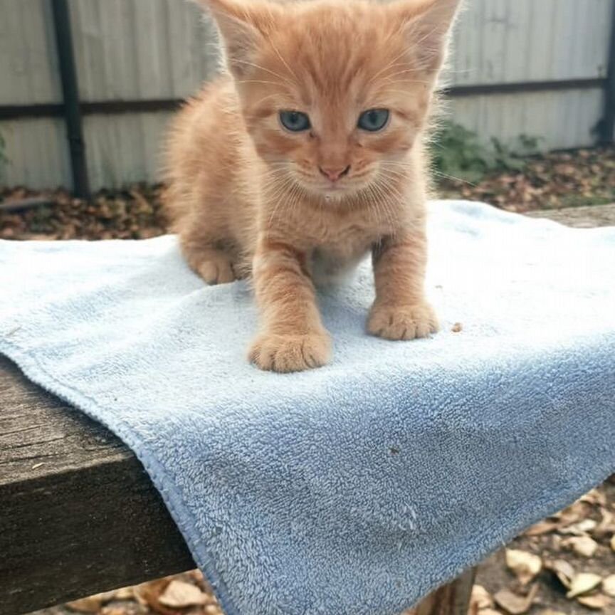 Котята