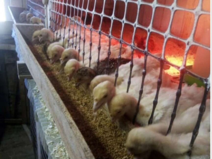 Индюки бройлерные