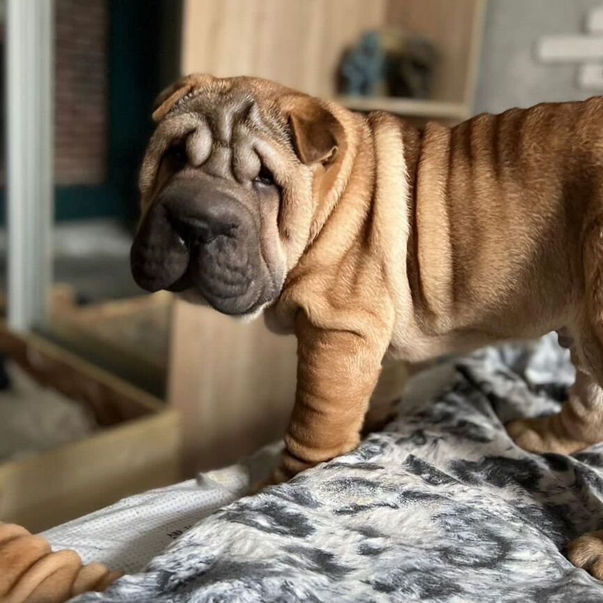 Шарпей, щенок