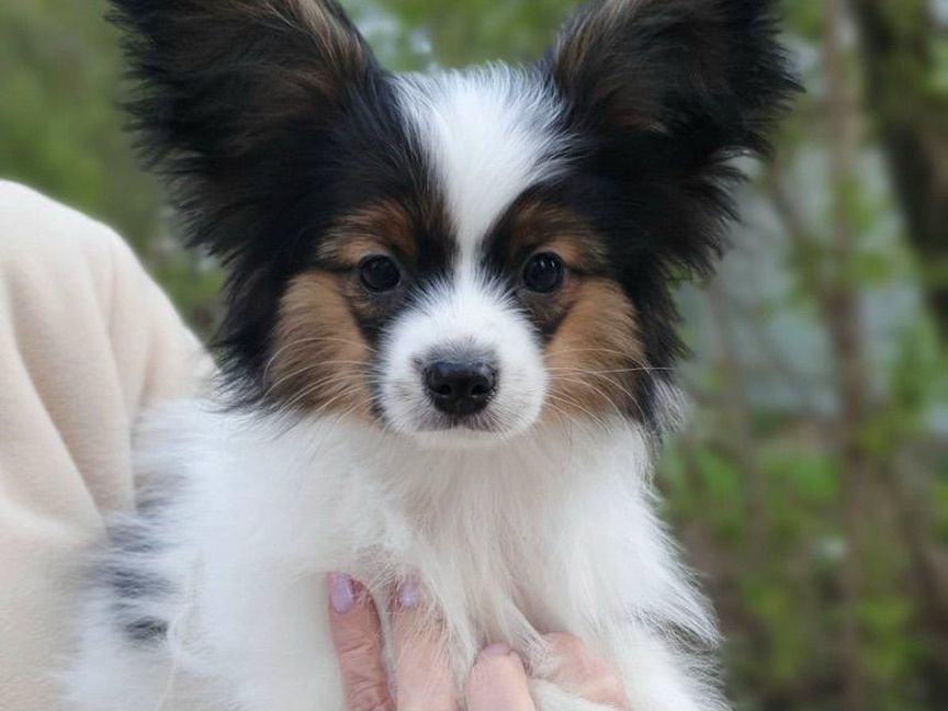 Щенки папийона