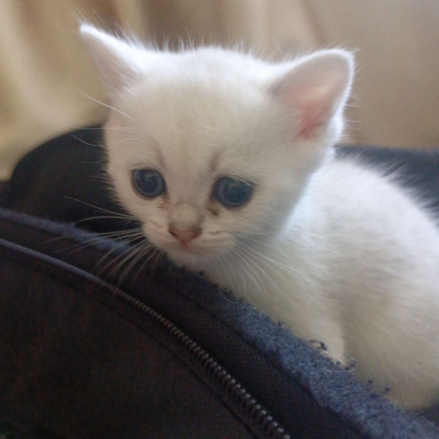 Британский короткошёрстный котёнок