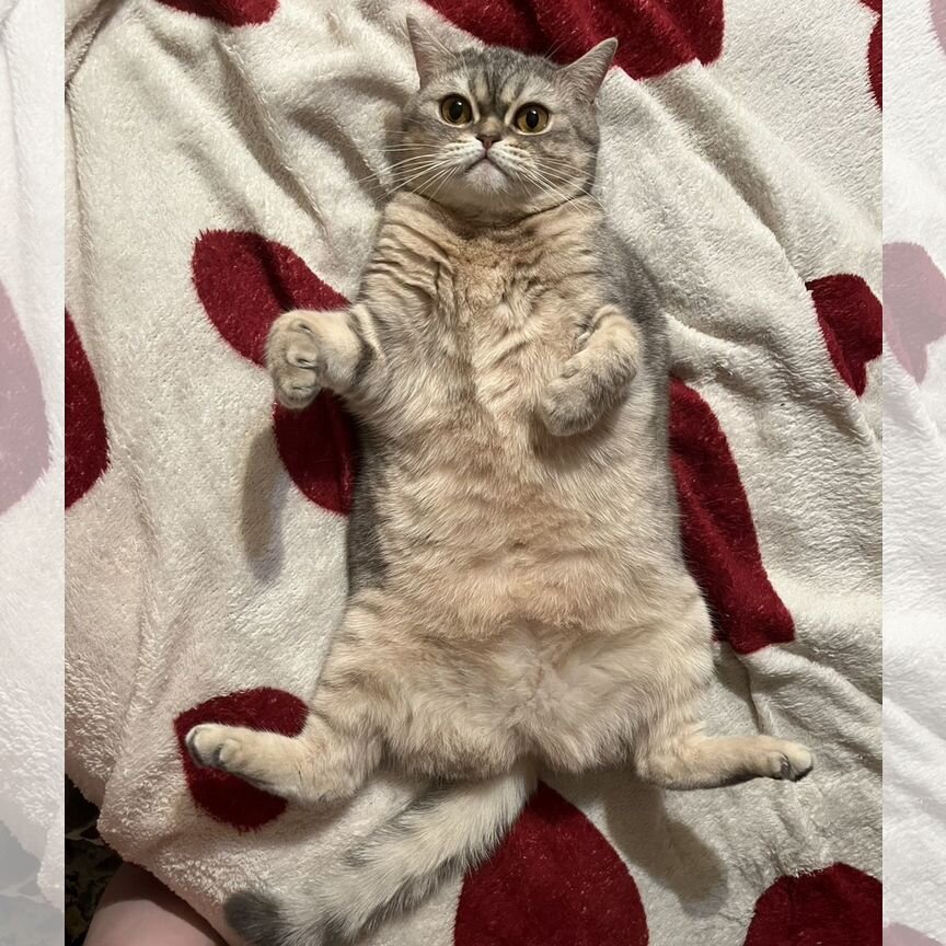 Кошка на расстоянии подписка на фото