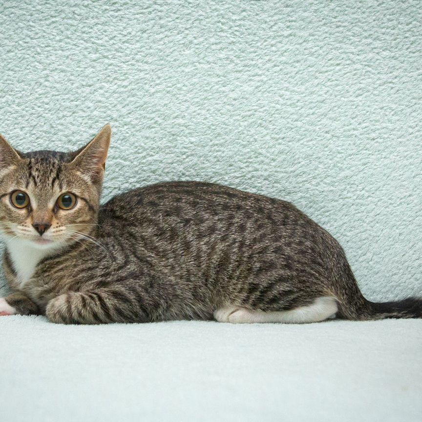 Котёнок Вася ищет дом