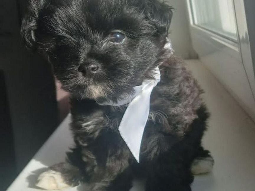 Мальтипу жемчужинка