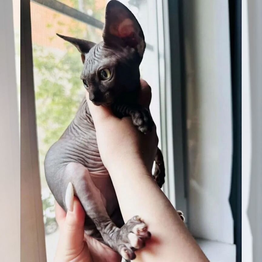 Канадский сфинкс котёнок