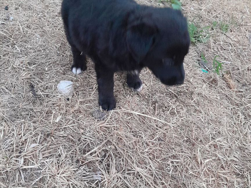 Собаки бесплатно