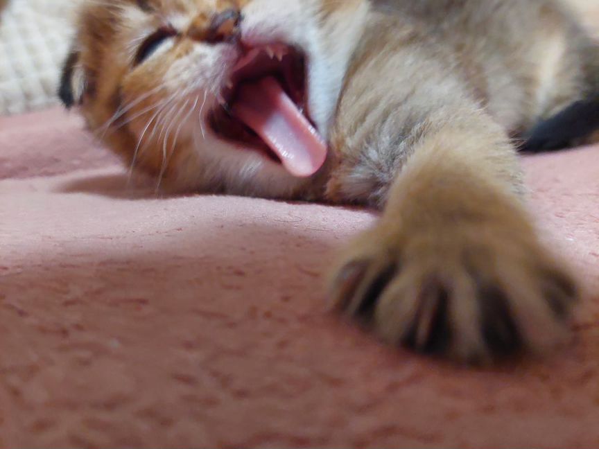 Шотландский вислоухий котенок