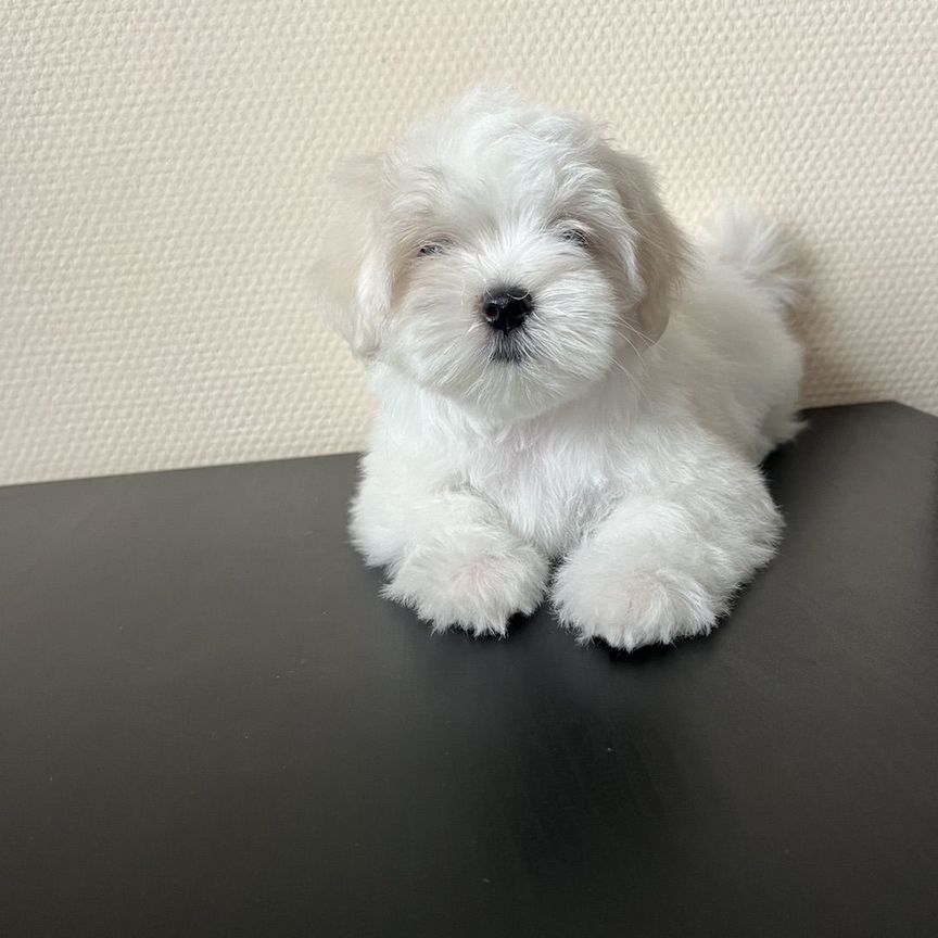 Щенок мальтезе девочка