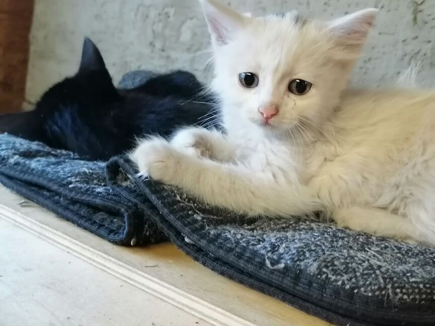Котята