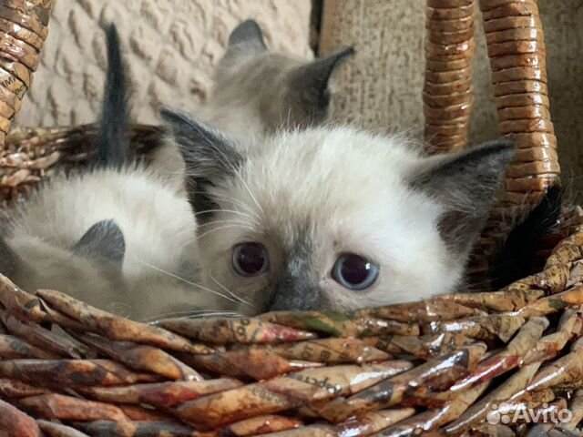 Котята Тайской кошки