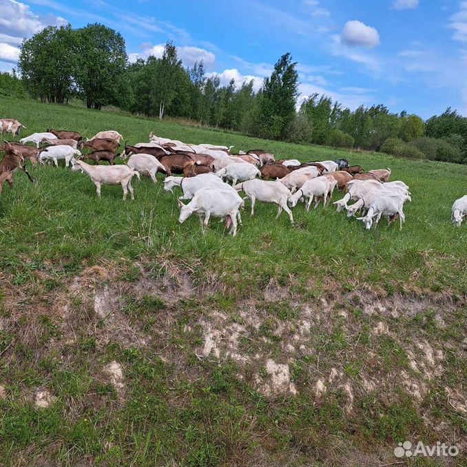 Козел на мясо