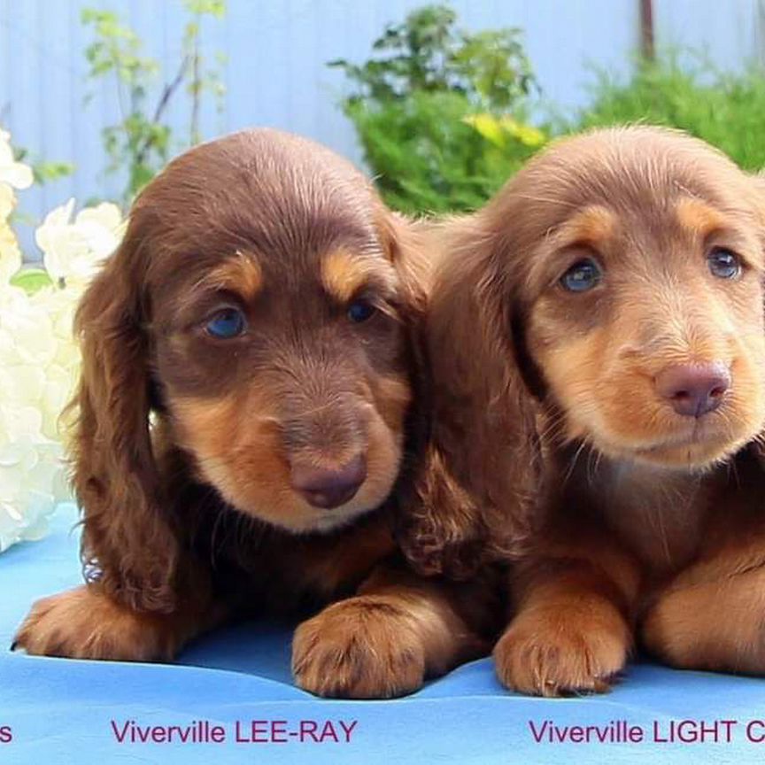 Минимальчики