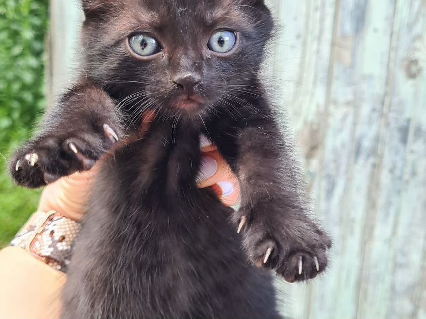 Котенок в добрые руки