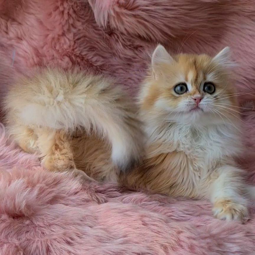 Британский длинношёрстный котёнок