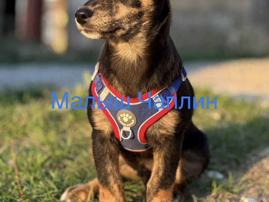 Щенок коротколапик