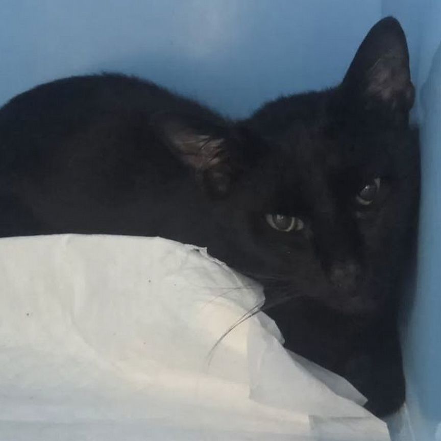 Взрослый кот в добрые руки