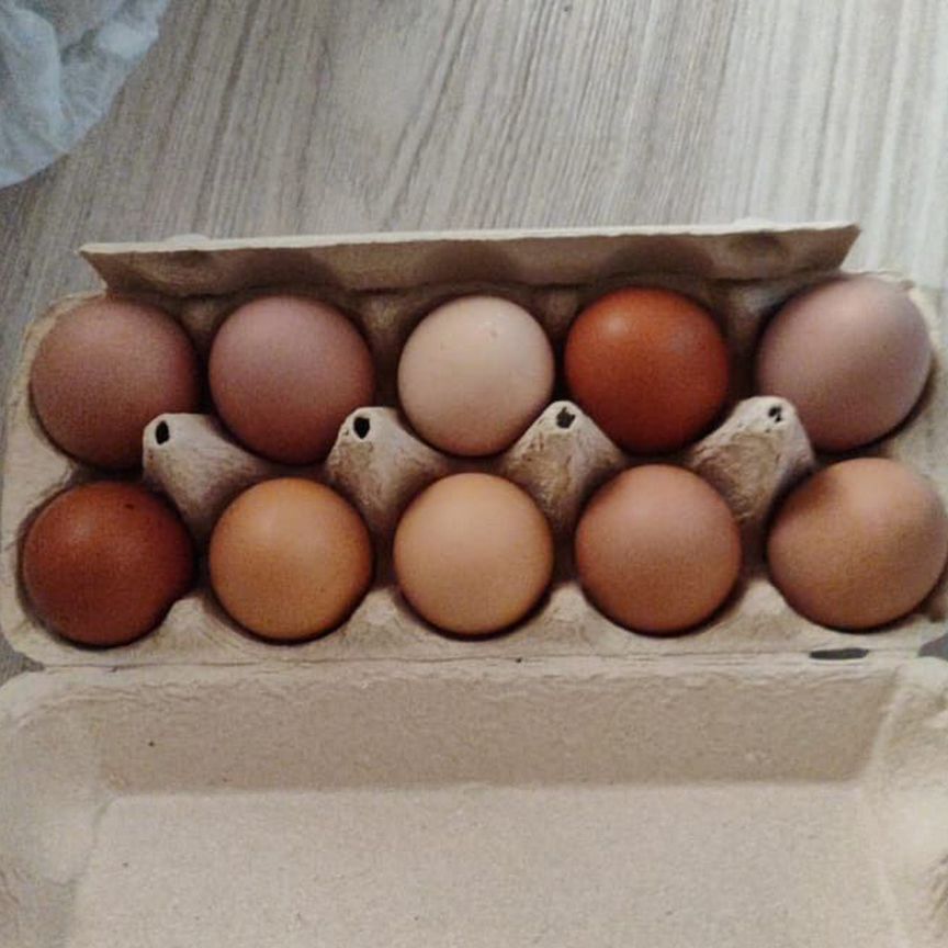 Ия кур несушек