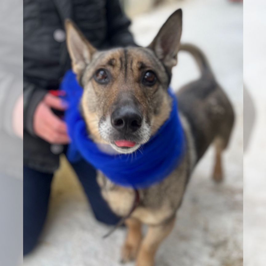 Вельш Корги Кардиган, взрослый пёс