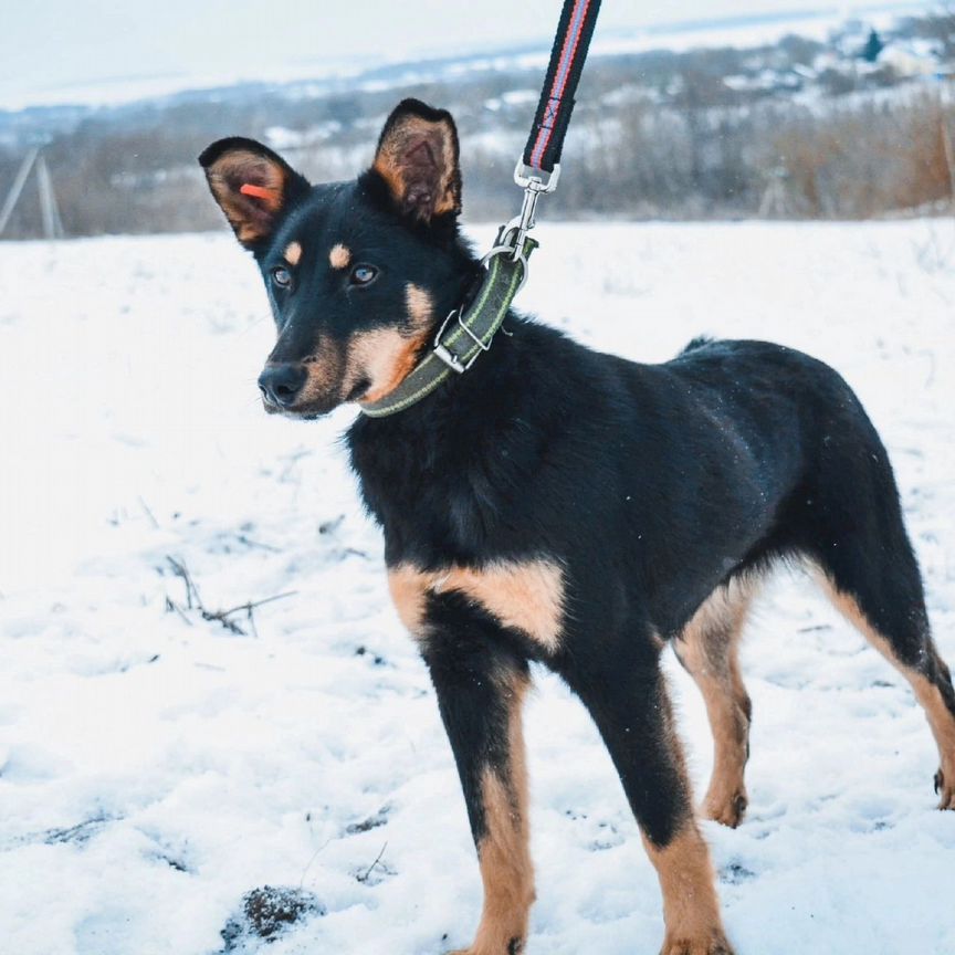 Собака в добрые руки