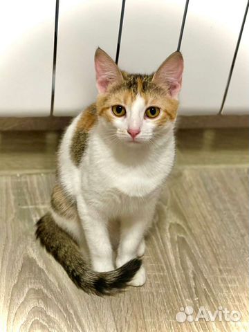 Кошечка-подросток Тришка., 7 месяцев