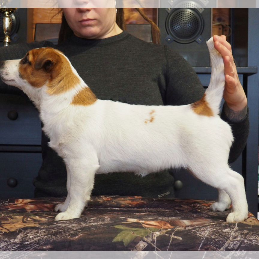 Джек-рассел-терьер, щенок