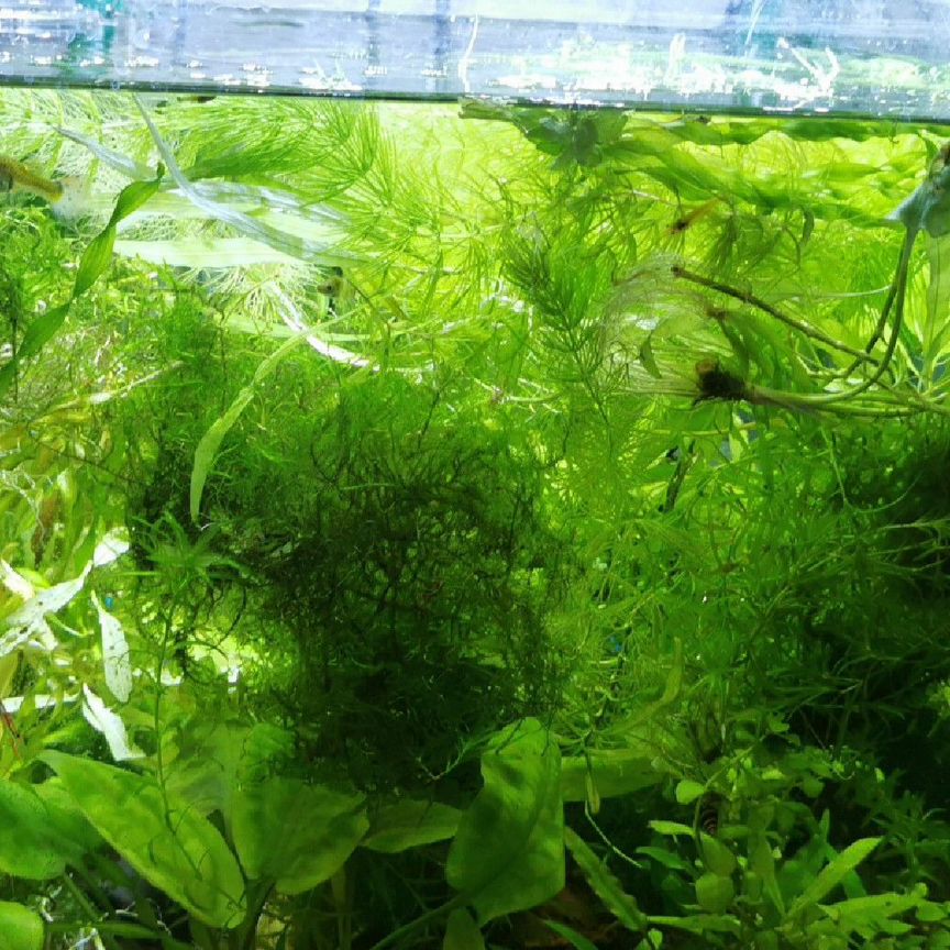 Растения после прополки аквариума