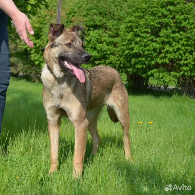 Хорошей собаке нужен хороший хозяин