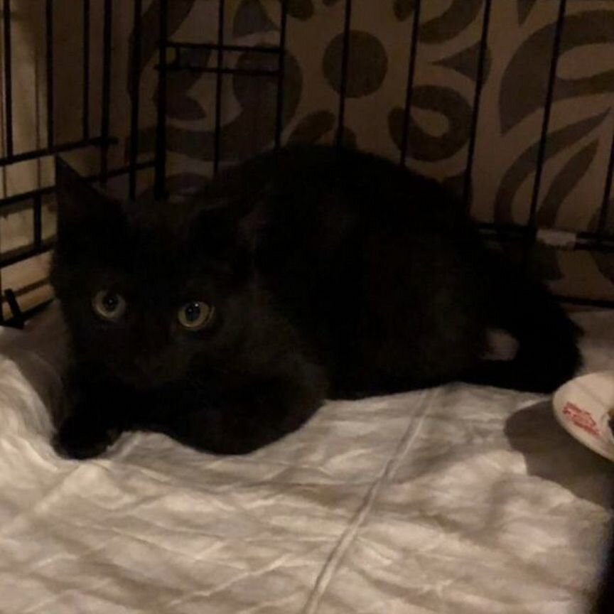 Котенок в ответственные руки