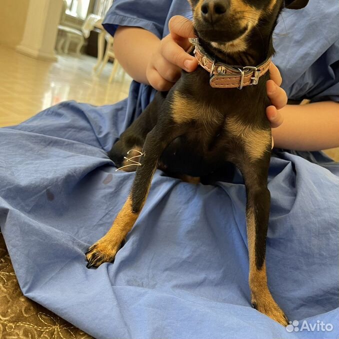 Русский тортерье гдер