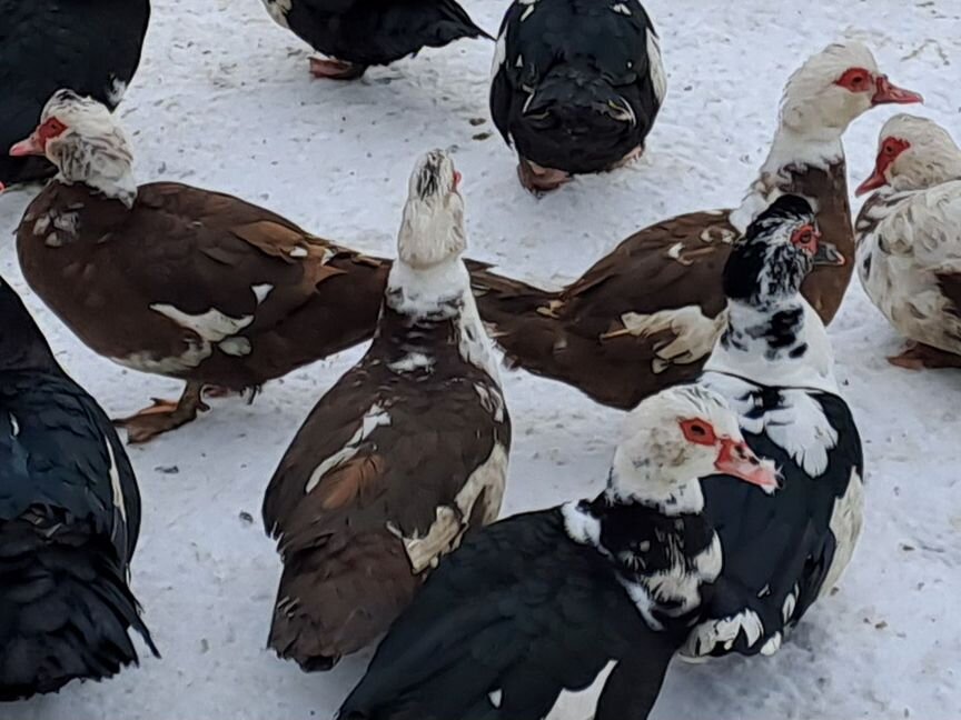 Селезни -800, индоутки -500 живьём