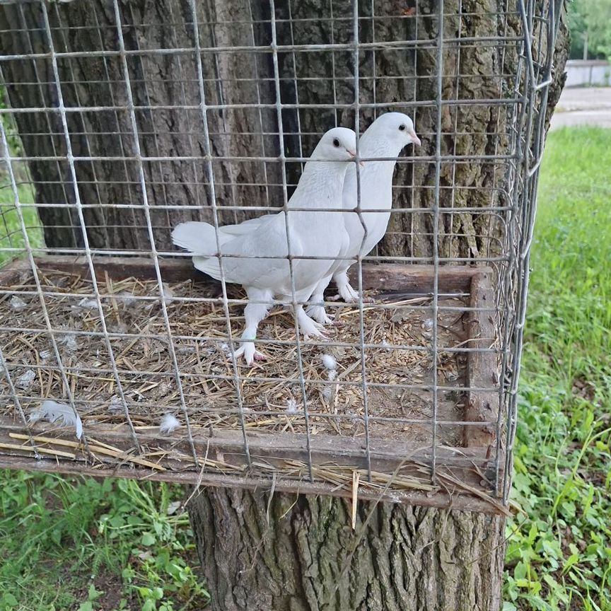 Продажа бакинских голубей