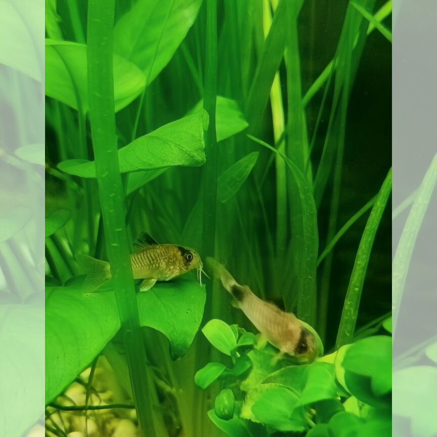 Сомики коридорасы панда